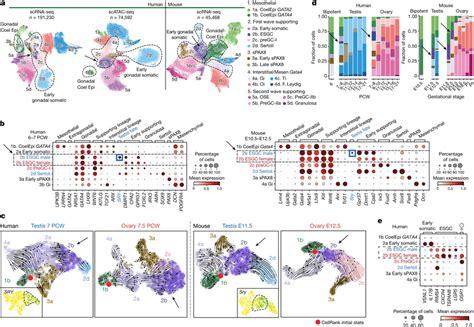 New Gonadal Somatic Cells During Sex Determination In Humans And Download Scientific Diagram