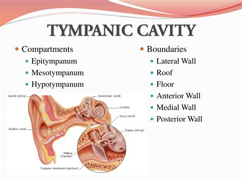 Ppt Anatomy Of Ear Powerpoint Presentation Free Download Id 12101312