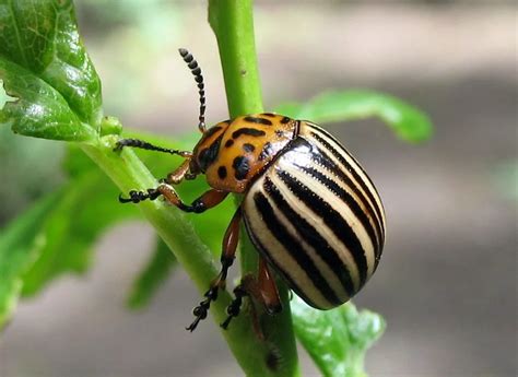 Ефективні препарати від колорадського жука як обробити картоплю перед посадкою Lnzweb