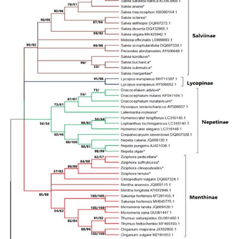 hierarchical clustering of some genera within the tribe mentheae