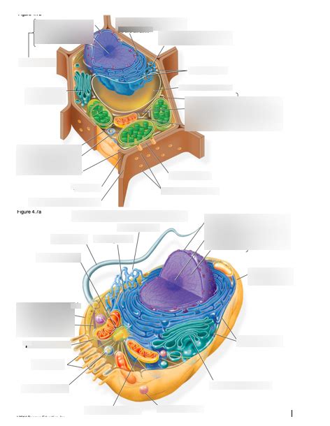 Ap Bio Unit 2 Diagram Quizlet