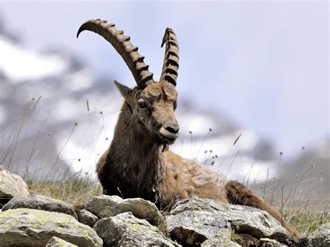 300 Free Maquilladora Ibex And Ibex Images Pixabay