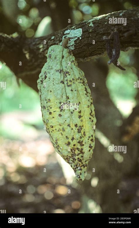 Cocoa Capsid Helopeltis Bakeri Damage To A Cocoa Pod Theobroma Cocoa
