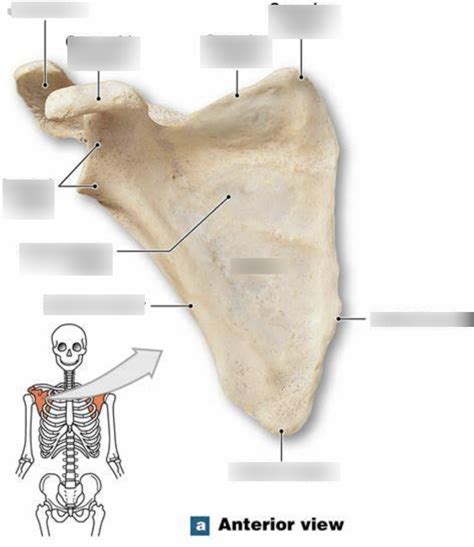 Scapula Anterior View Diagram Quizlet