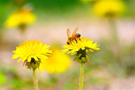 화사한 봄날눈부시게 노란색 민들레꽃위에서 꽃가루를 온통 몸에 붙히고 한창 꿀을 빨고있는 꿀벌 한마리 유토이미지 상세페이지 베이직샵 사진 20562956