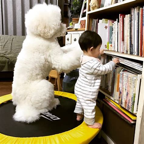 Japonesinha E Seu Poodle De Estimação Vão Animar Seu Dia Sweet And Fluffy