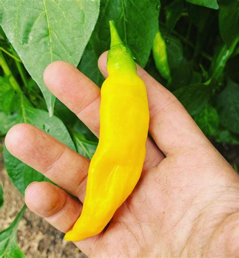 Seeds The Tiny Giants Of Our World Euphoricgreens