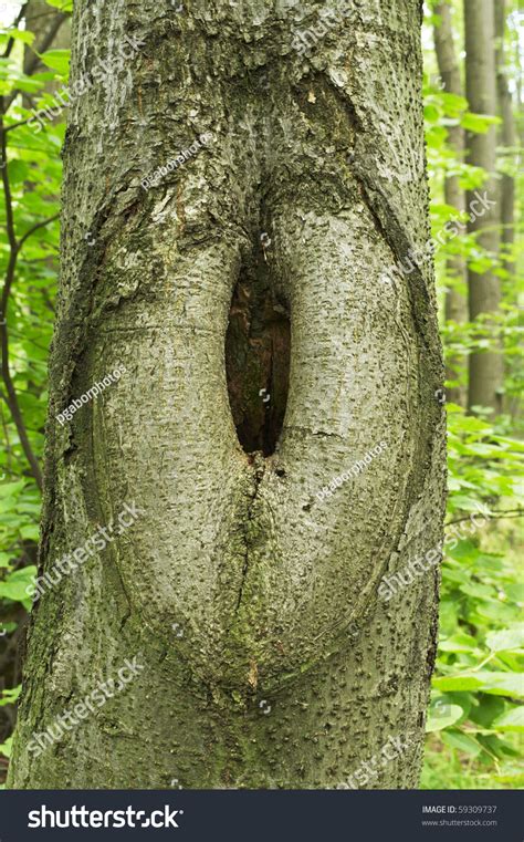 Sexy Tree Stock Photo Shutterstock