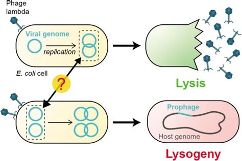 Lambda Phage Replication Cycle Microbial Genome Analysis System Package Migenas