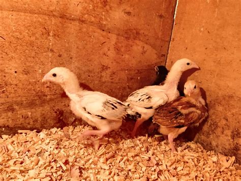 غواه الهندي منبع الابطال متاح عش كتاكيت للراغبين ٨ حتت المكان مسطرد