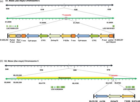 Schematic Diagram Of The Whole Structure And Arrangement Of Transgene Download Scientific