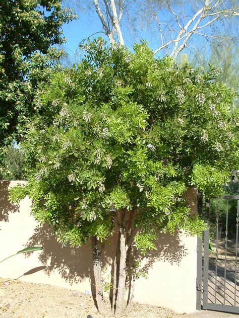 Sophora Secundiflora Sophora Secundiflora Growing With Science