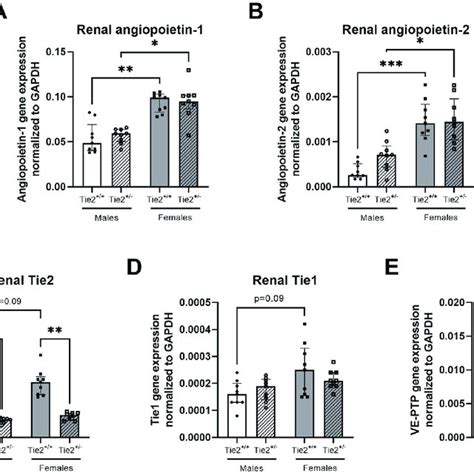 Schematic Overview Of The Effect Of Angiopoietintie2 Signaling On