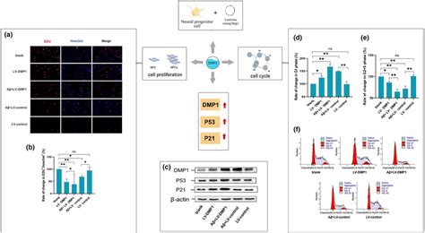 Effect Of Overexpressing Dmp1 On The Proliferation Of C17 2 Neural Download Scientific Diagram