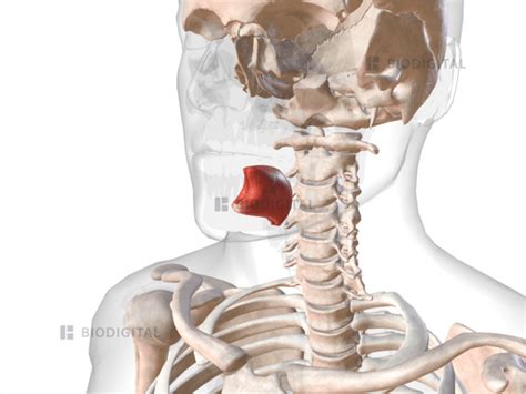 Genioglossus Biodigital Anatomy