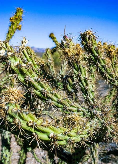 Ð¡ane Cholla Cylindropuntia Imbricata Walking Stick Cholla Tree