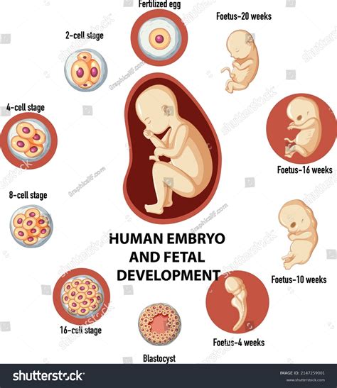 Human Embryonic Fertilisation Development Human Infographic Stock