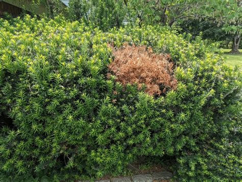 Overgrown Bush With Dead Spot Can I Cut It Way Back And Have It