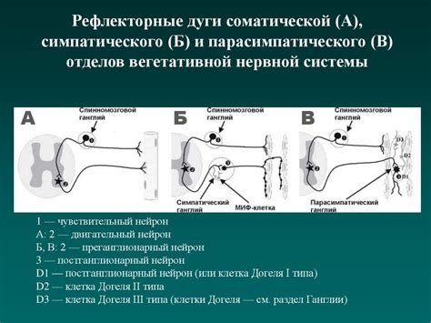 Автономная нервная система вегетативная висцеральная Главные функции АНС презентация онлайн