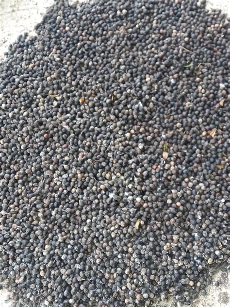 ეკო სოფელი •ზუგდიდი• იყიდება დაფნის თესლი Facebook