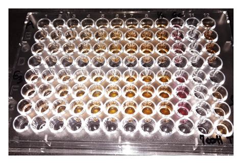 Illustration Of An Example Of The 96 Well Microplates Broth