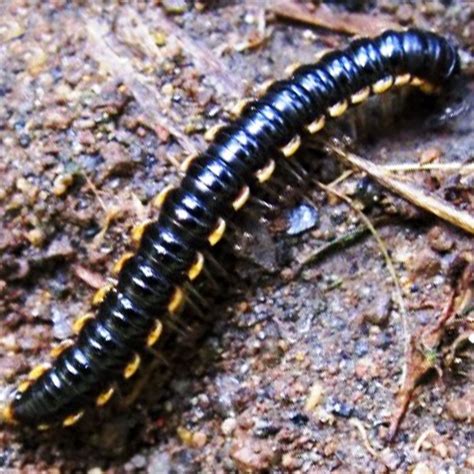Yellow Dragon Millipede Adult