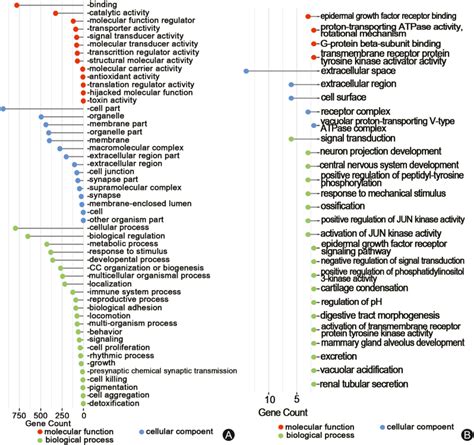 Identification Of Overlay Differentially Expressed Genes In Both Rats