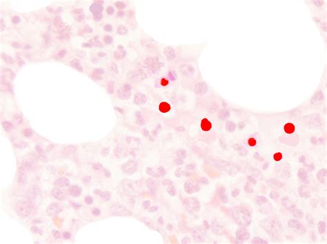 The Erythroblastic Origin Of Stem Cells