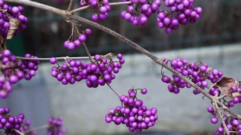 Callicarpa Rey Bonsai
