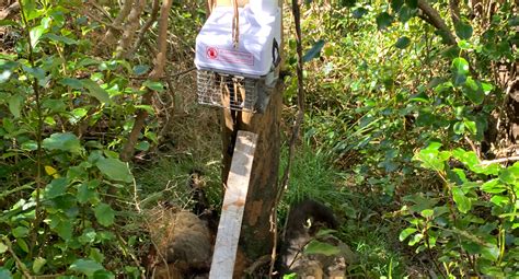 Adc Biodiversity Grant Helps Bike Methvens War Against Possums