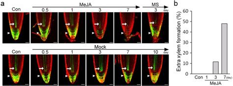 Gradual Suppression Of The Cytokinin Response By Ja A Suppression Of