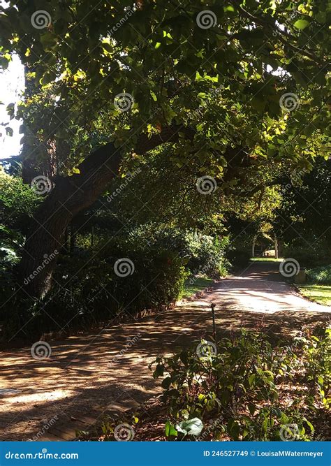 A Tree Forming An Arch Over A Path Stock Image Image Of Forest Afternoon 246527749