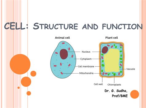 Cell Structure Function CELL STRUCTURE AND FUNCTION Dr G Sudha Prof BME INTRODUCTION Studocu