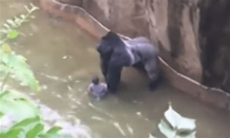 Remembering Harambe On The 5th Year Anniversary Of His Death Whiskey Riff