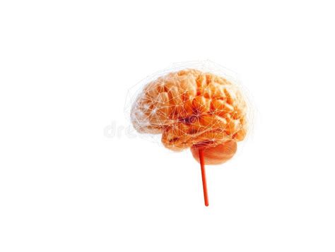 Intricate Brain Illustration Showcasing Neural Connections Advanced