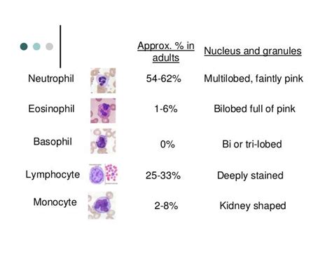 Isolation Of Pbmc
