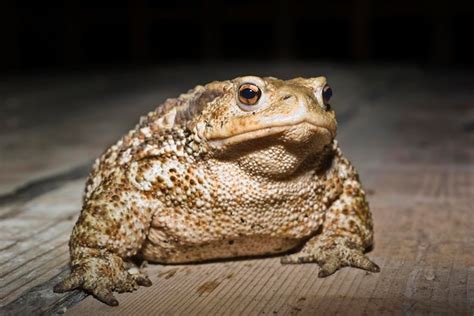 Premium Photo Italy Countryside Common Toad Bufo Bufo Closeup