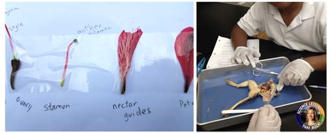 Classroom Tested Dissection Tips For Teachers Science Lessons That Rock