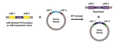 Figure 1 The Bp Clonase Reaction As The First Step In Gateway Cloning