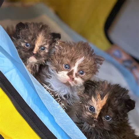 Home Alynn Cattery Selkirk Rex