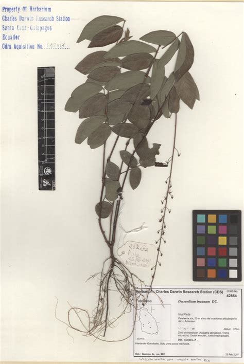 Desmodium Incanum