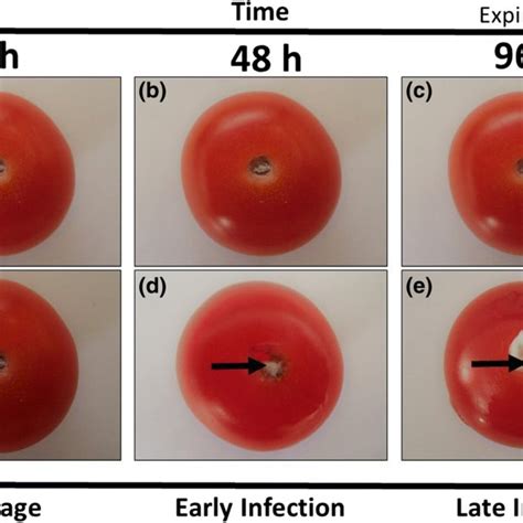 Symptoms Associated With Tomato Fruit Damage D Early E And Late Download Scientific