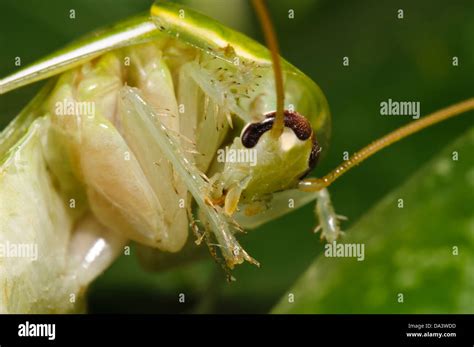 A Green Banana Cockroach Panchlora Nivea On An Autumn Leaf A Native