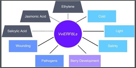 Vvierf6l Clade Transcriptional Response Model A Summary Model Of Download Scientific Diagram
