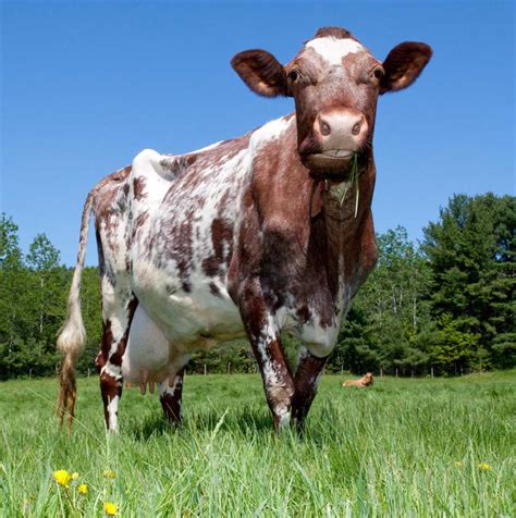 Dairy Cattle Breeds