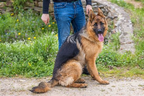 What Breeds Do German Shepherds Get Along With