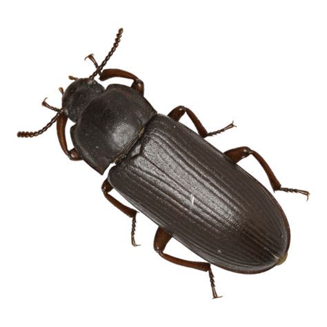 What Do Zophobas Beetles Eat