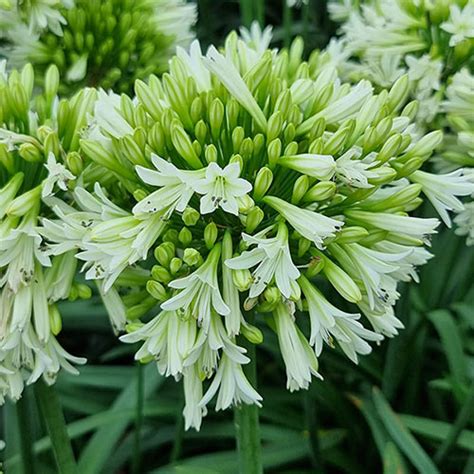 Agapanthus Emerald Ice 3 X 9cm Pots