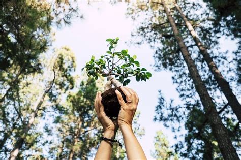 Sustainable Forest Management Global Csr Global Csr