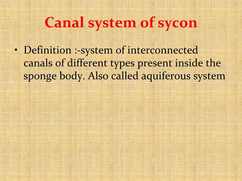 Ppt Canal System Of Sycon Powerpoint Presentation Free Download Id6675393